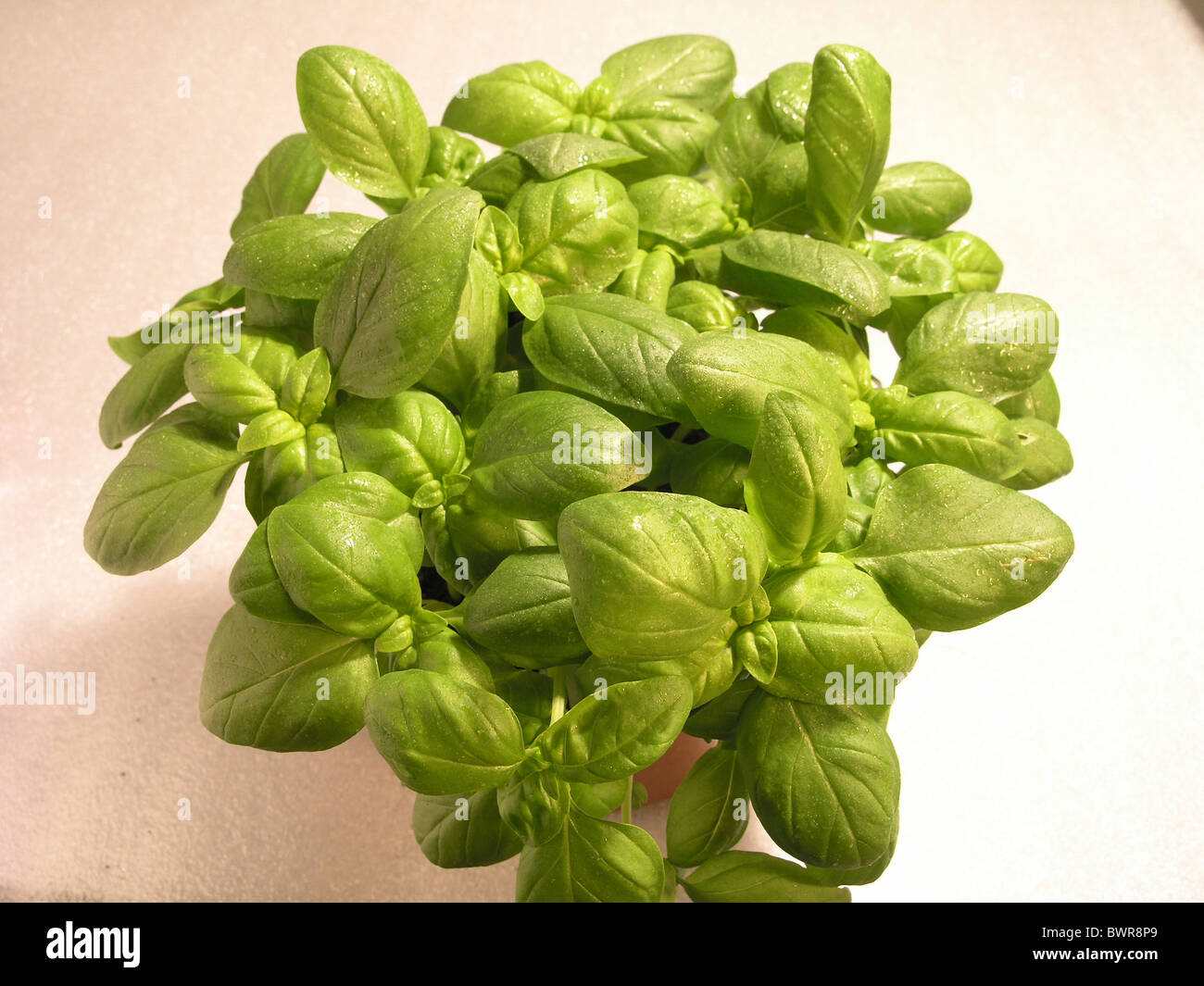 Basil green leaves cooking herb herbs eating food plant Stock Photo - Alamy