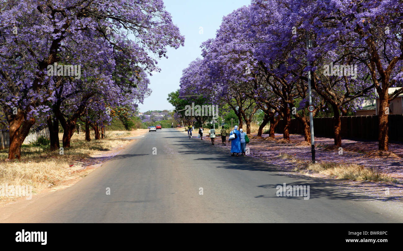 People walk in the shade of jacaranda trees in the city of Bulawayo ...