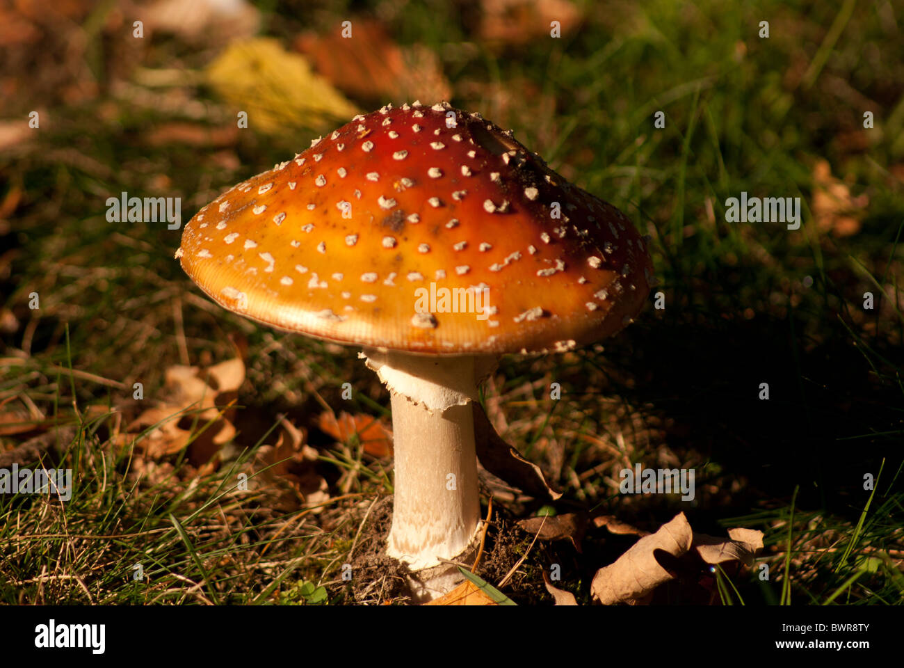 Toadstool mushroom fungus fungi hi-res stock photography and images - Alamy