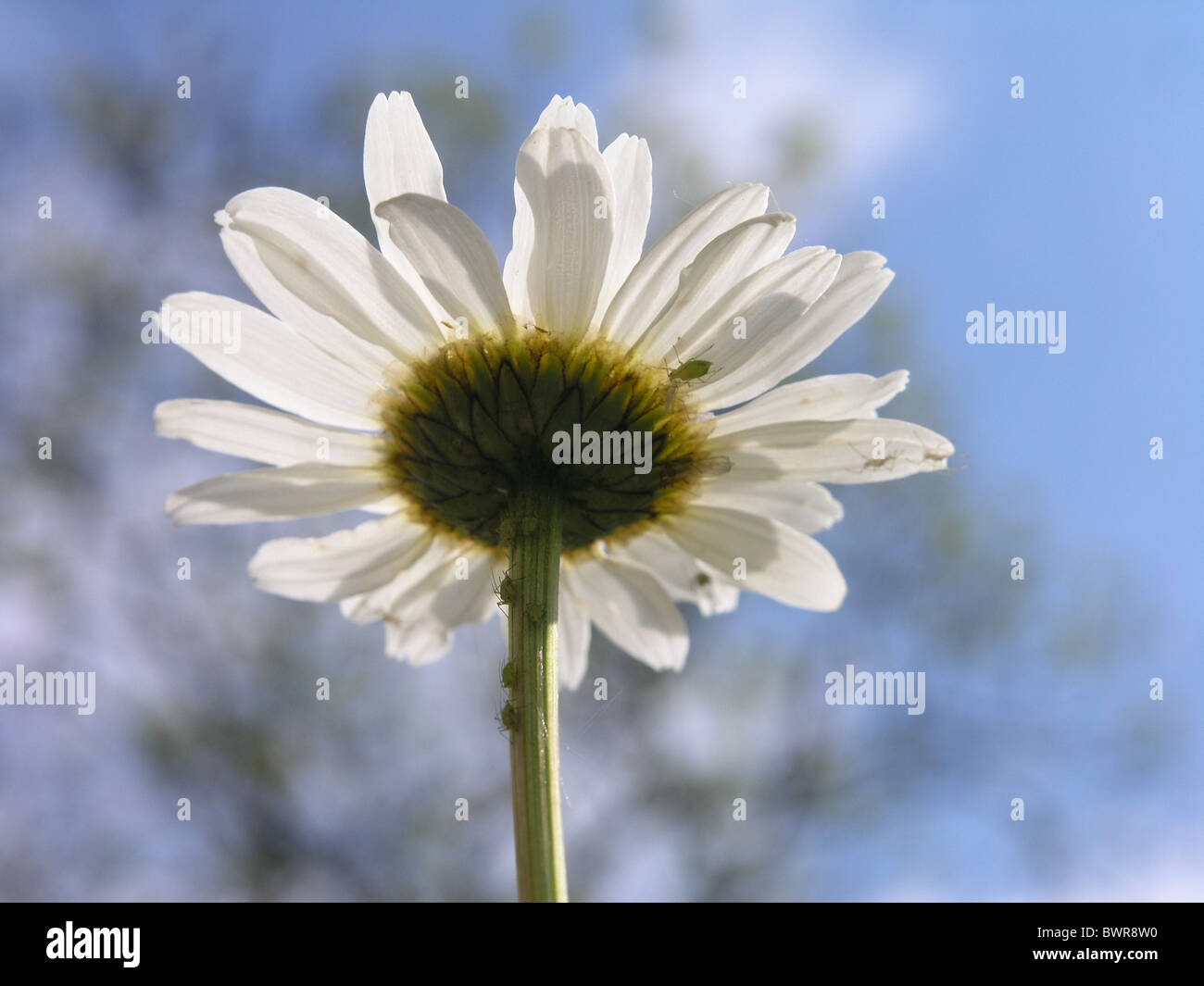Oxeye daisy Aphids greenfly plant lice close-up bloom flowers flower ...
