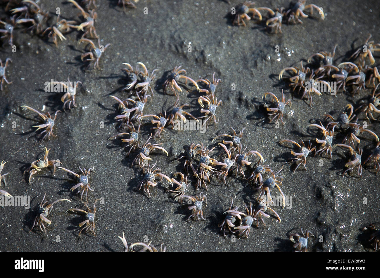 Juvenile crabs scurry along a mudflat off Ko Libong in southern ...
