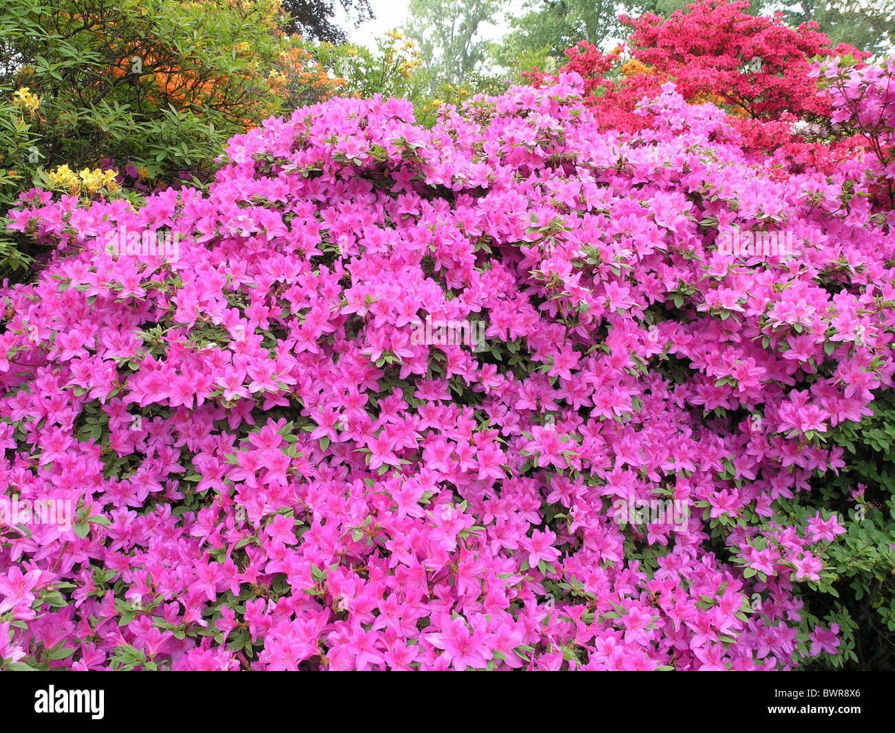 Azalea shrub detail flowers purple pink Stock Photo - Alamy