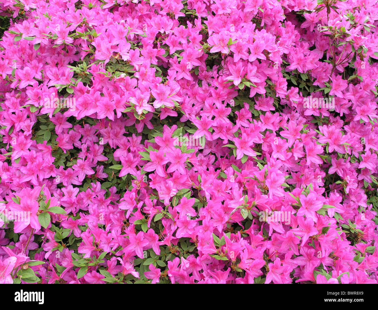 Azalea shrub detail flowers purple pink Stock Photo - Alamy