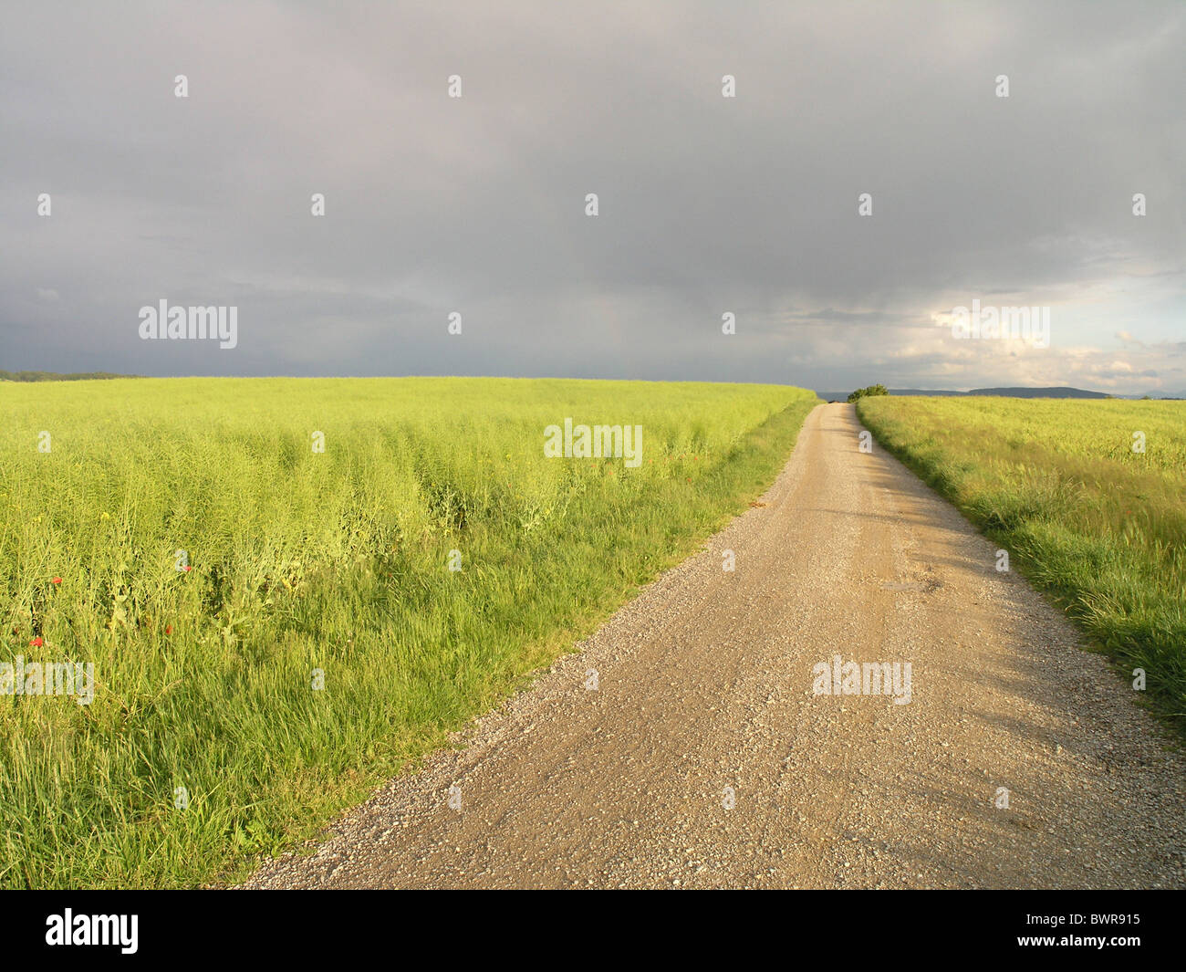 Switzerland Europe path track way lane country road field fields ...