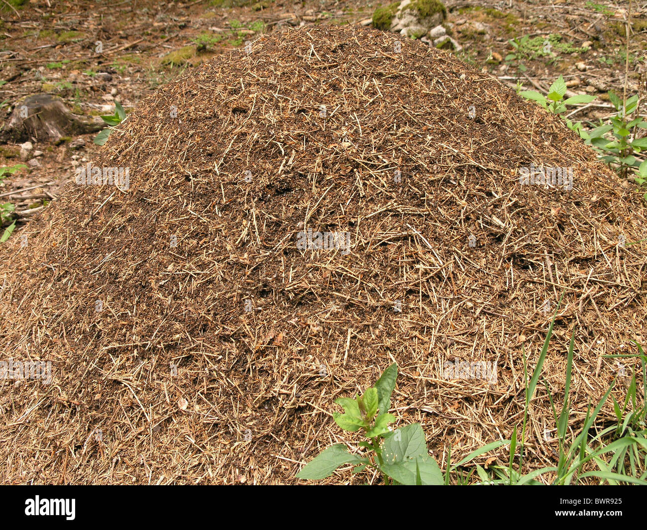 Ant hill ants colony forest insects europe animals Stock Photo - Alamy