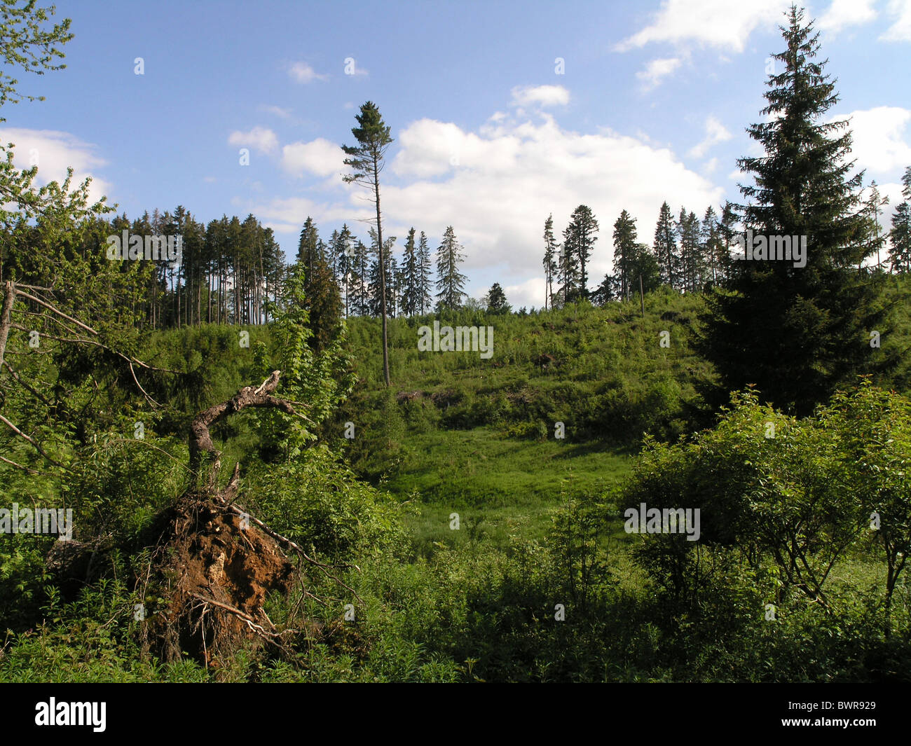 Germany Europe Black Forest Storm loss damage tree trees coniferous ...