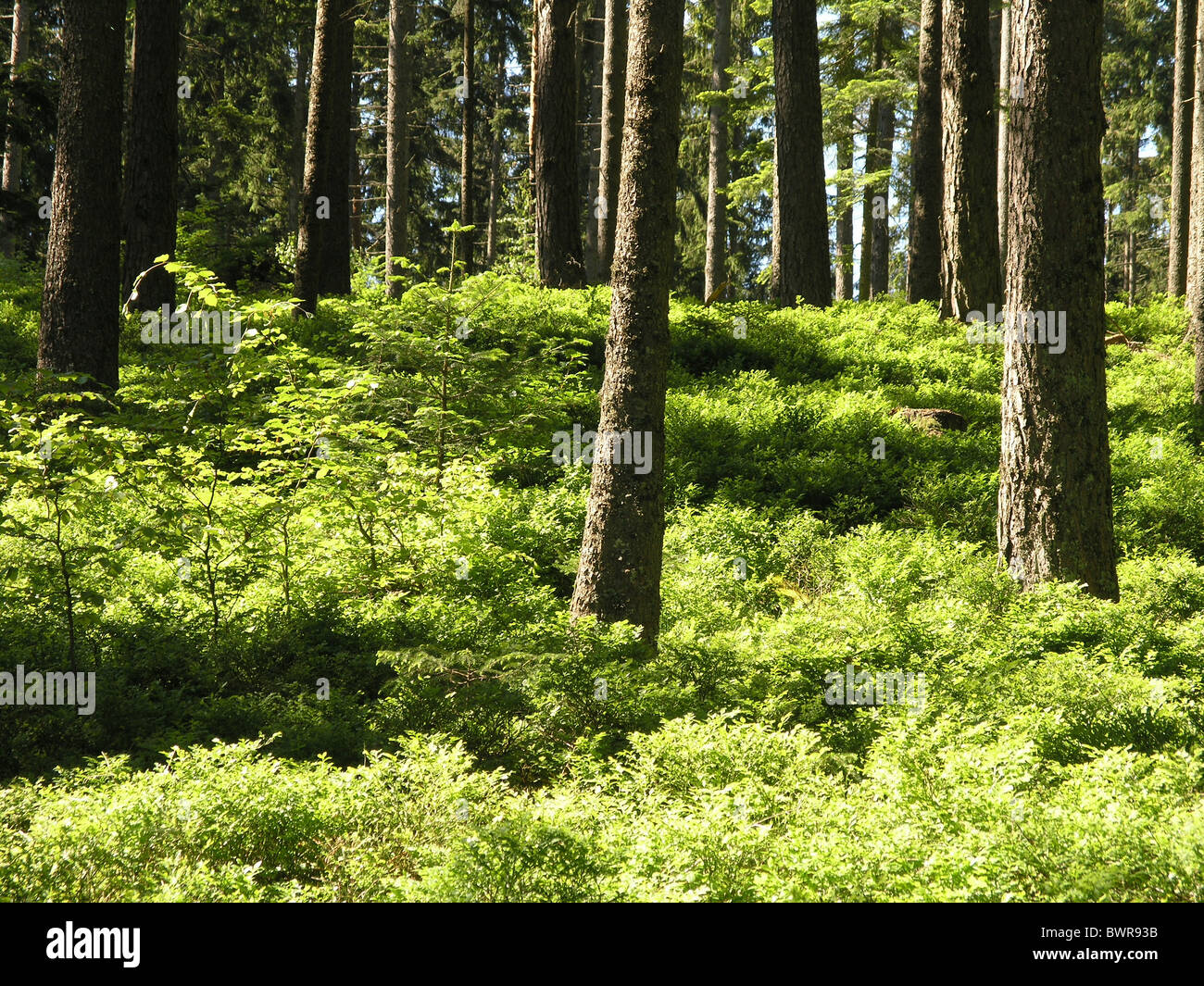 Germany Europe Black Forest timber coniferious forest spruces ...