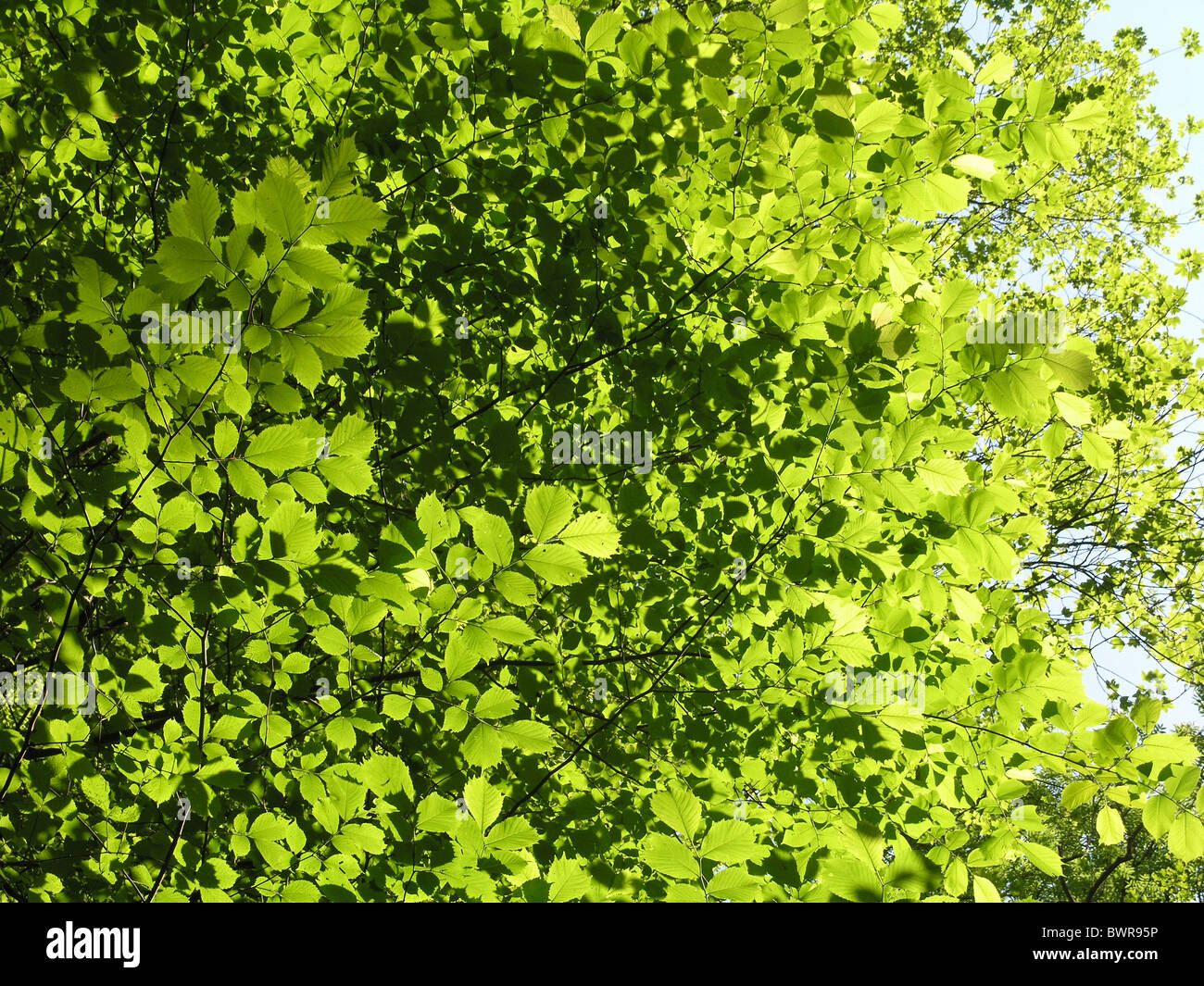 tree trees broad leaves green blue sky branch branches forest nature ...
