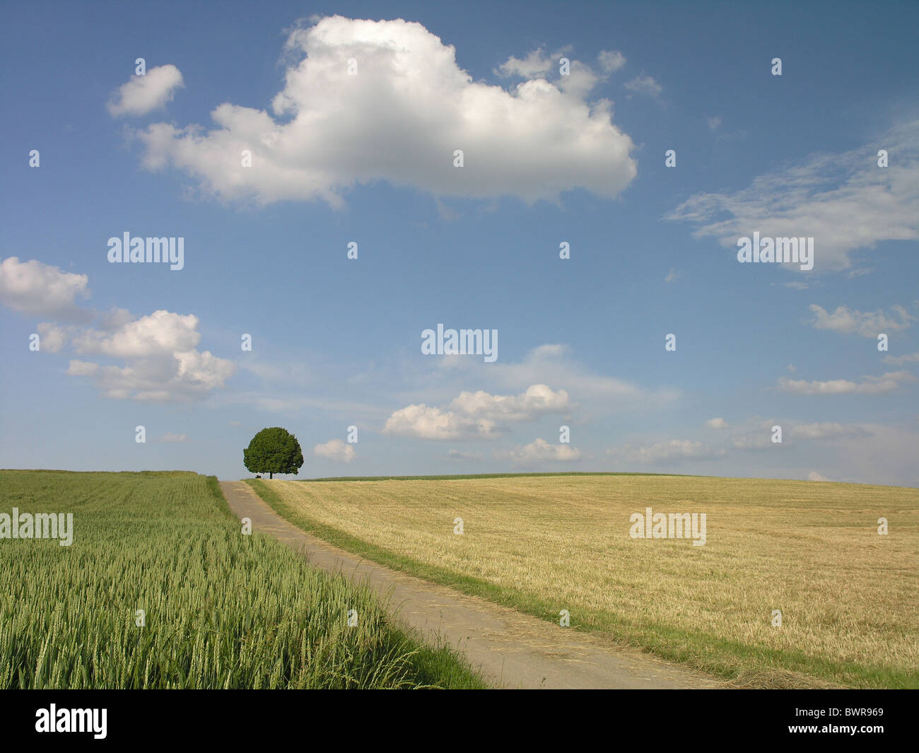 lime tree cornfield landscape field fields path track way lane sky ...