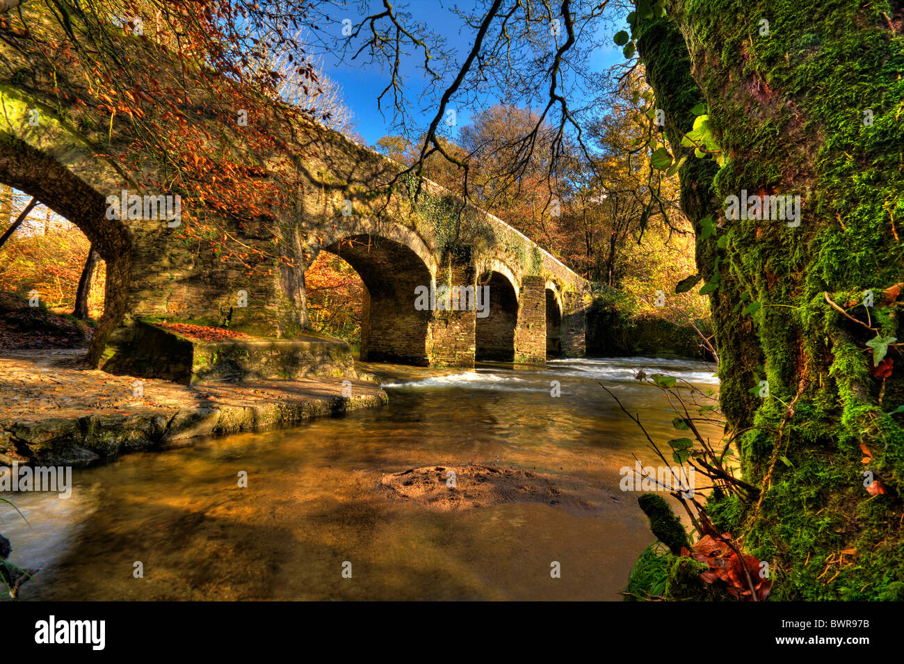 Plymbridge woods hi-res stock photography and images - Alamy