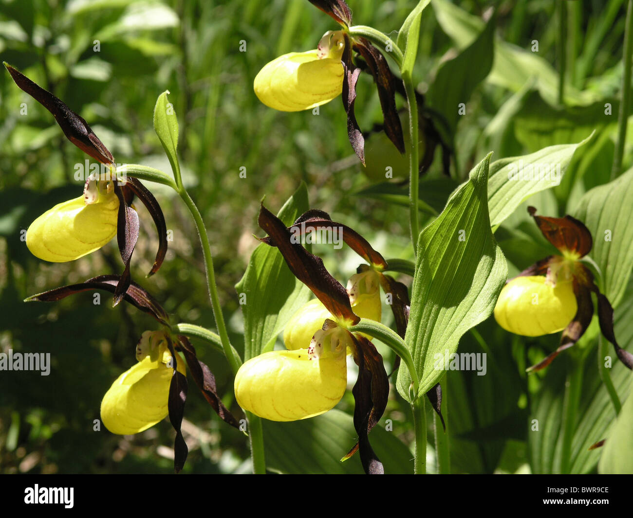 Slipper flowers hi-res stock photography and images - Alamy