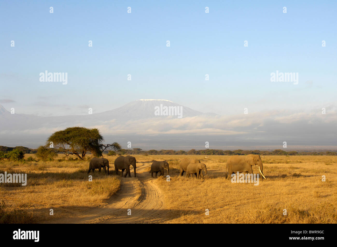 Africa Kenya Kimana area Mount Kilimanjaro scenery landscape landscape ...