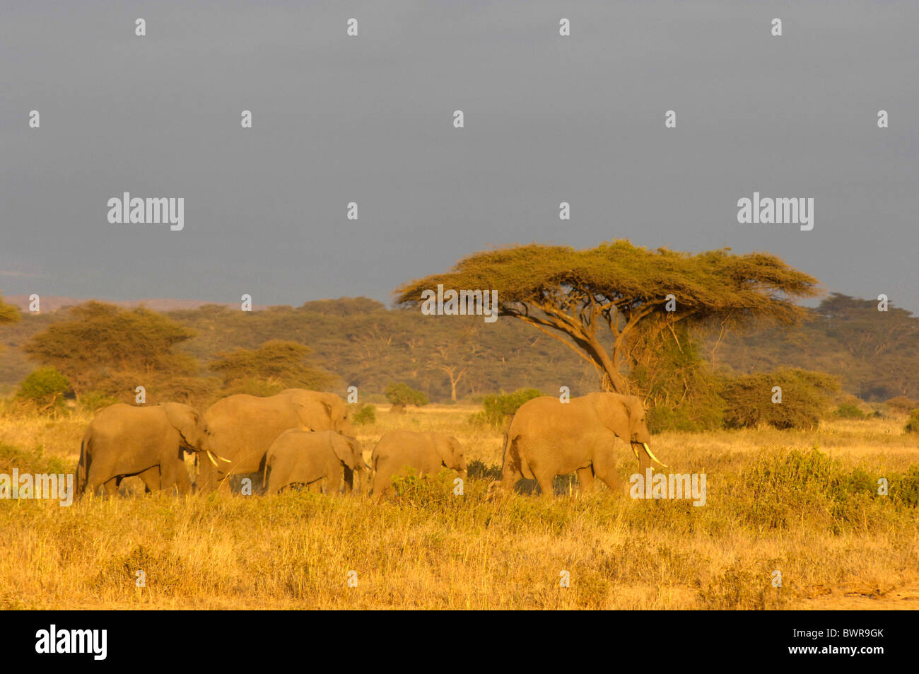 Africa Kenya Kimana area scenery landscape landscape savanna wilderness ...