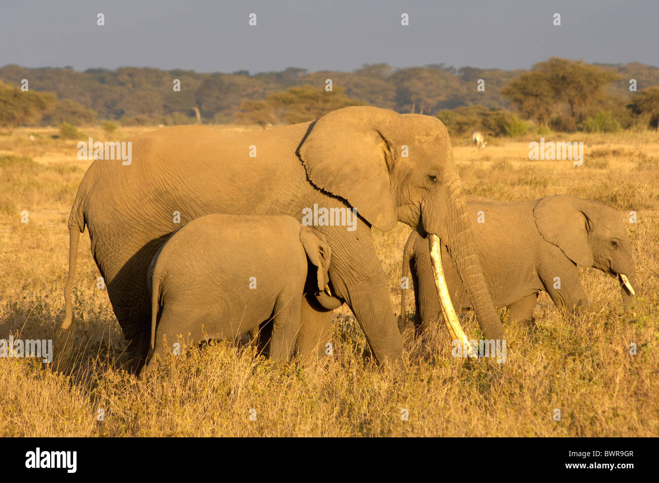 Africa Kenya Kimana area scenery landscape landscape savanna wilderness ...