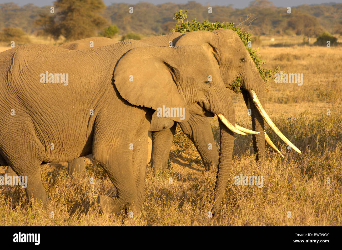 Africa Kenya Kimana area scenery landscape landscape savanna wilderness ...