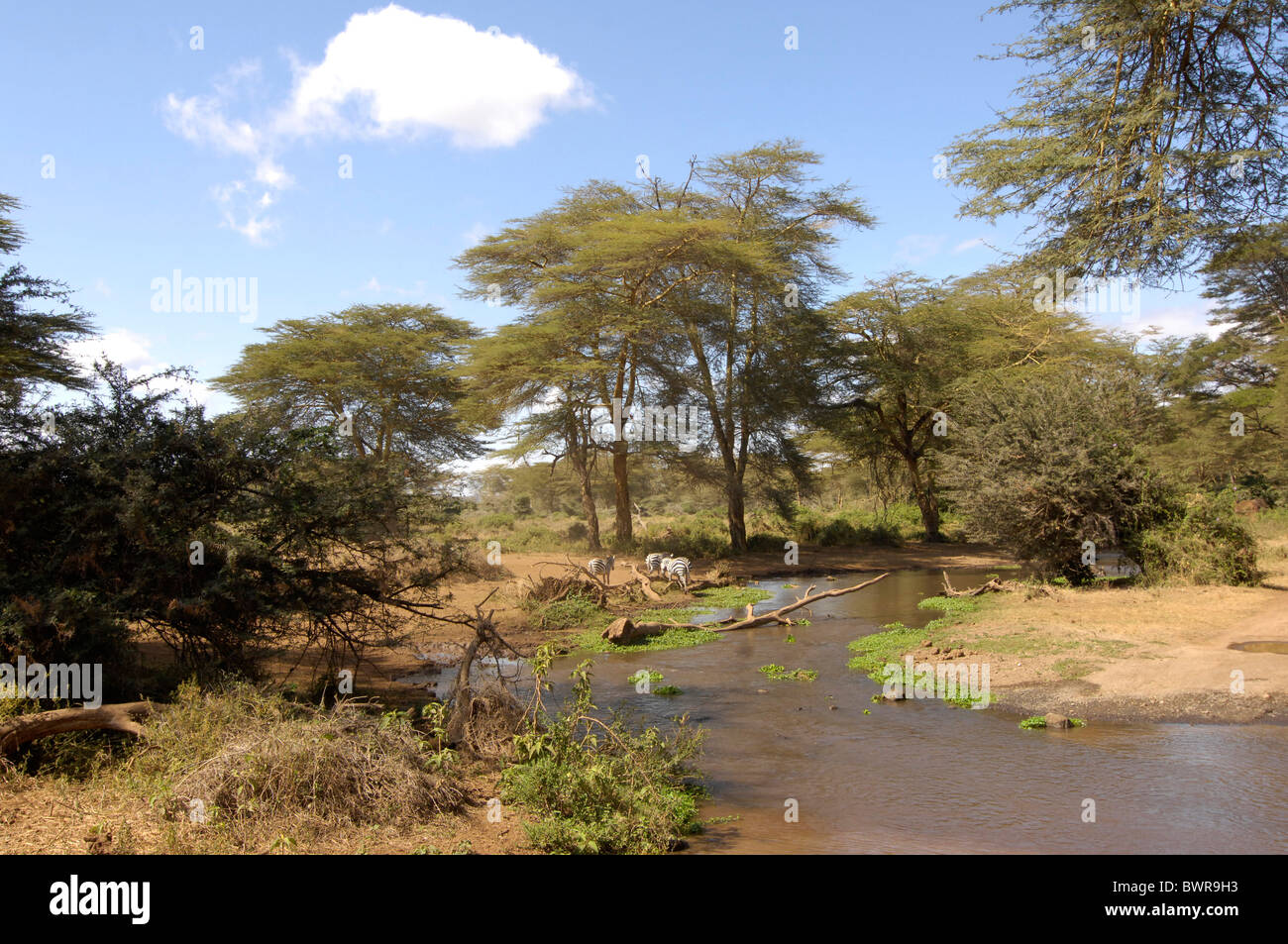 Africa Kenya Kimana area landscape savanna wilderness nature wildlife ...