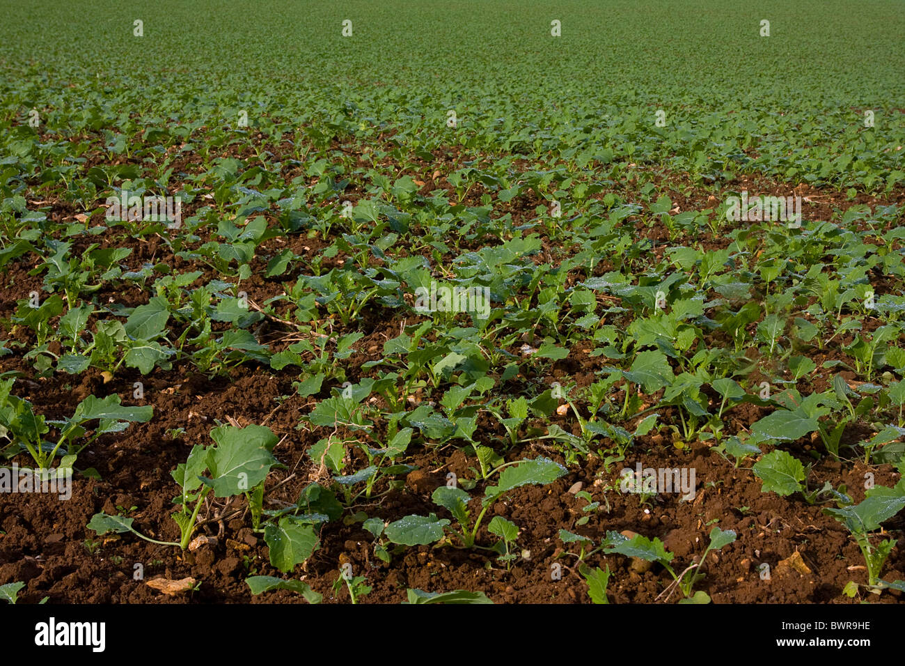 young sugar beet crop Stock Photo - Alamy