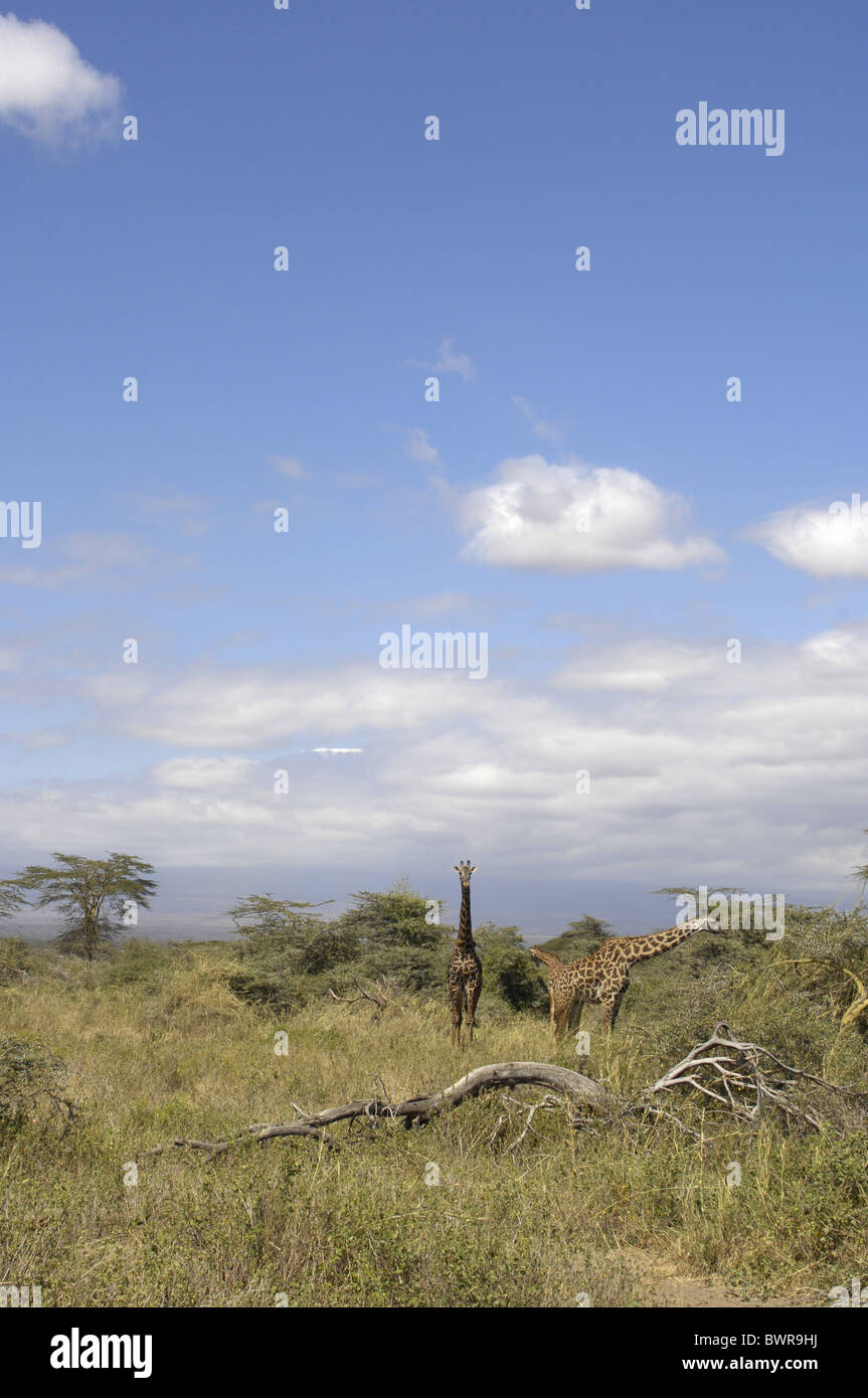Africa Kenya Kimana area scenery landscape landscape savanna wilderness ...