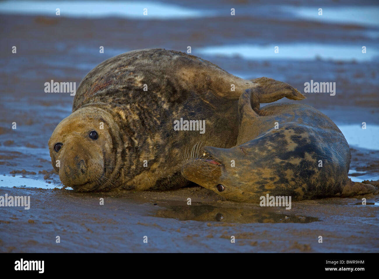 Grey Seal (Halichoerus grypus) - UK - Male and female mating on beach ...