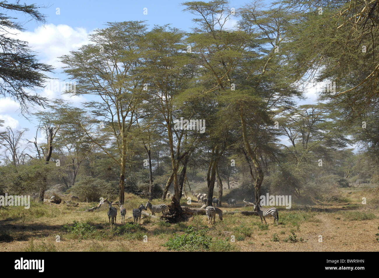 Africa Kenya Kimana area landscape savanna wilderness nature wildlife ...