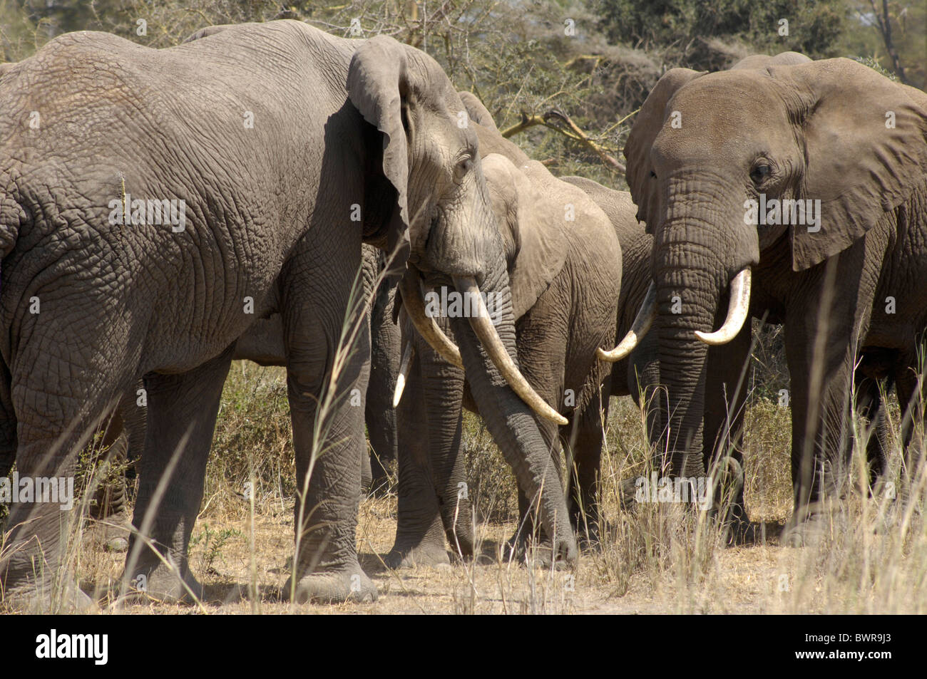 Africa Kenya Kimana area scenery landscape landscape safari wilderness ...