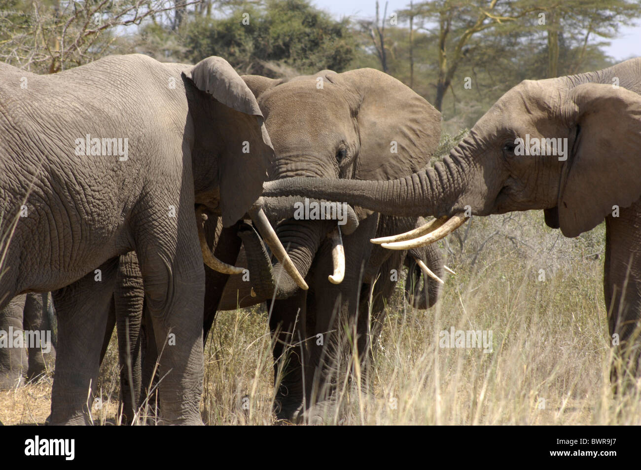 Africa Kenya Kimana area scenery landscape landscape safari wilderness ...