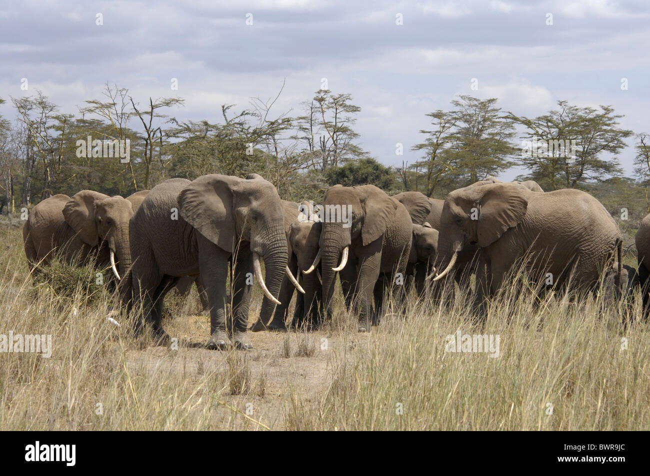 10842580 hi-res stock photography and images - Alamy