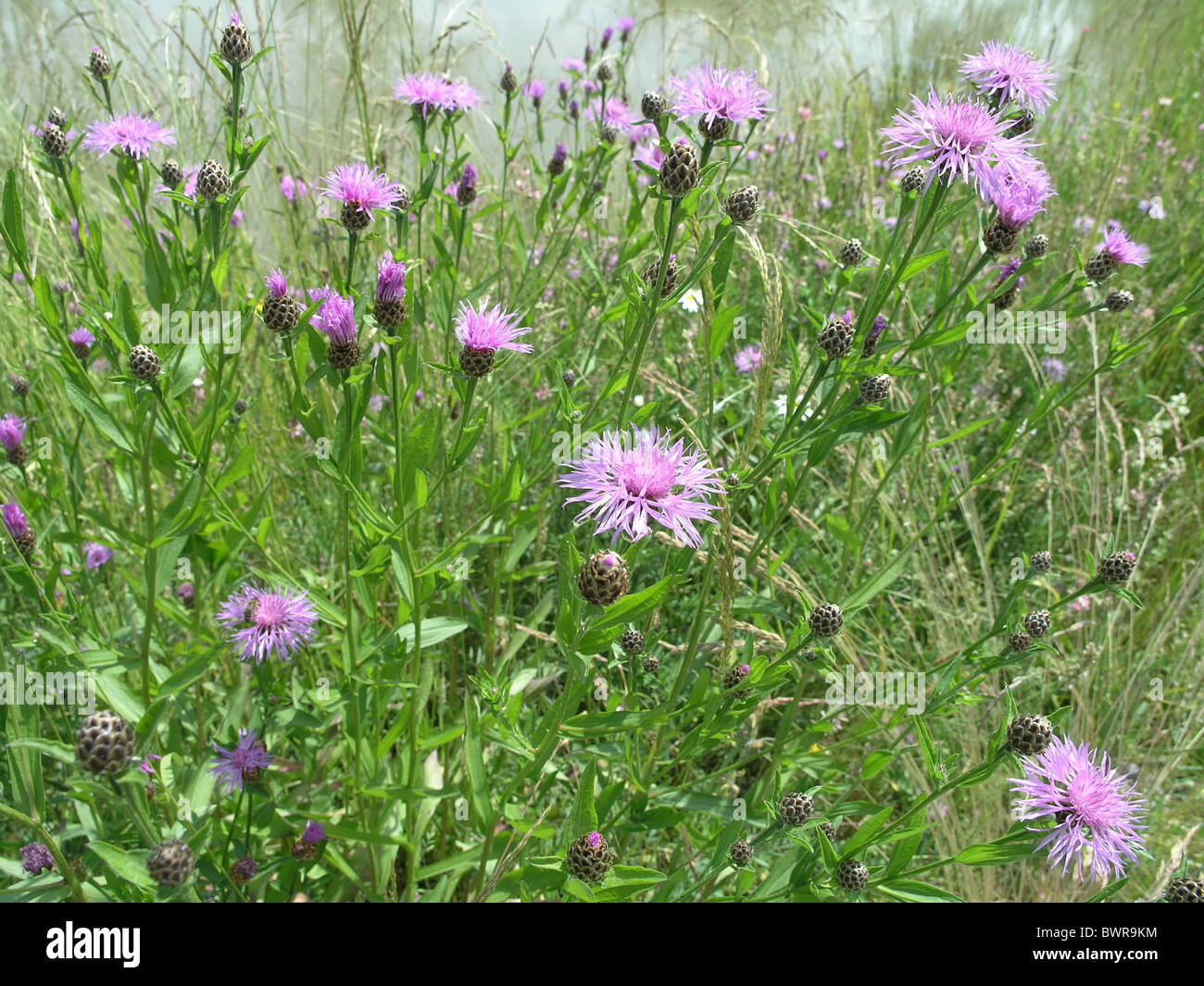 10834563 hi-res stock photography and images - Alamy