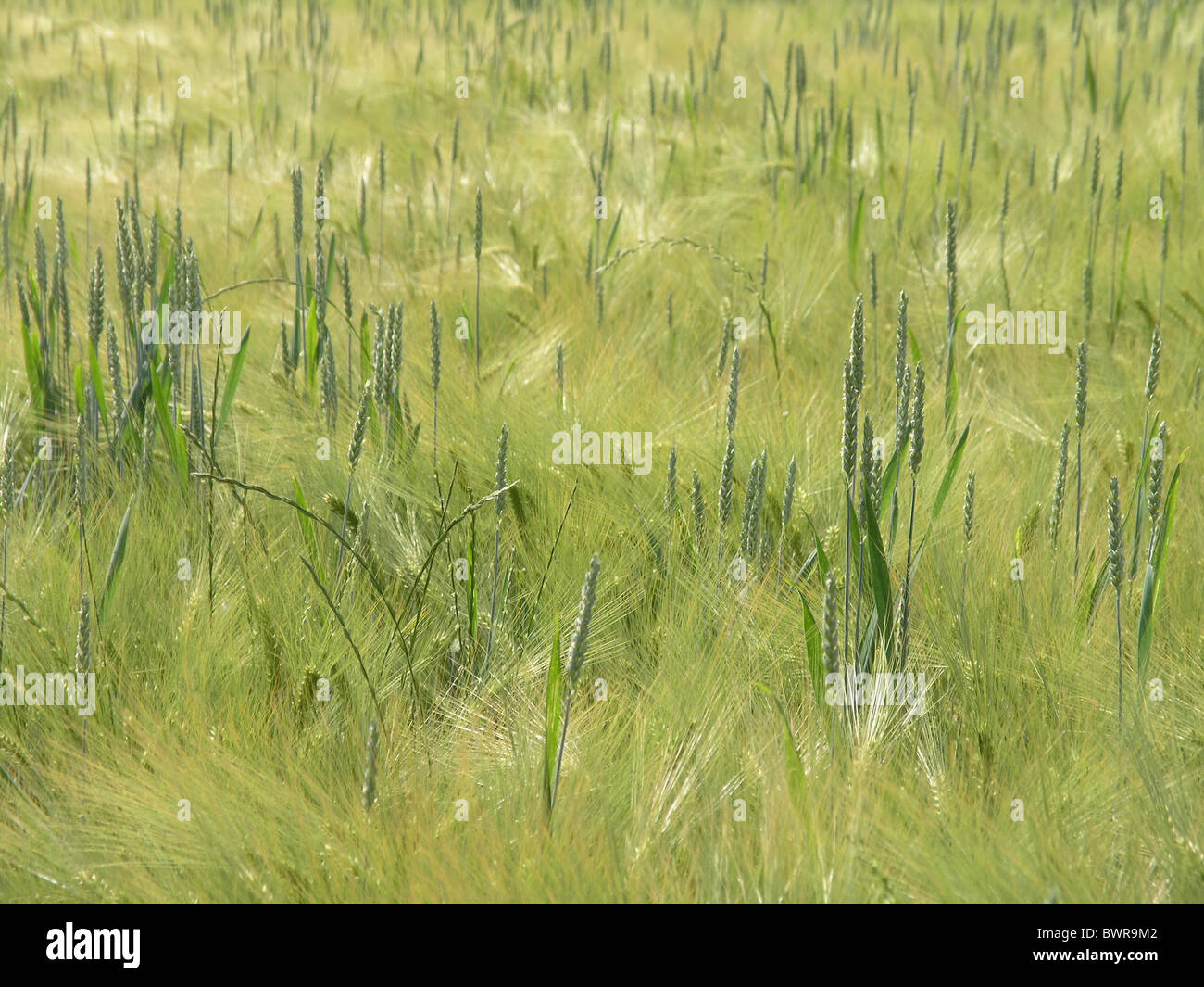 Rye crop grain field rye field agriculture Stock Photo - Alamy