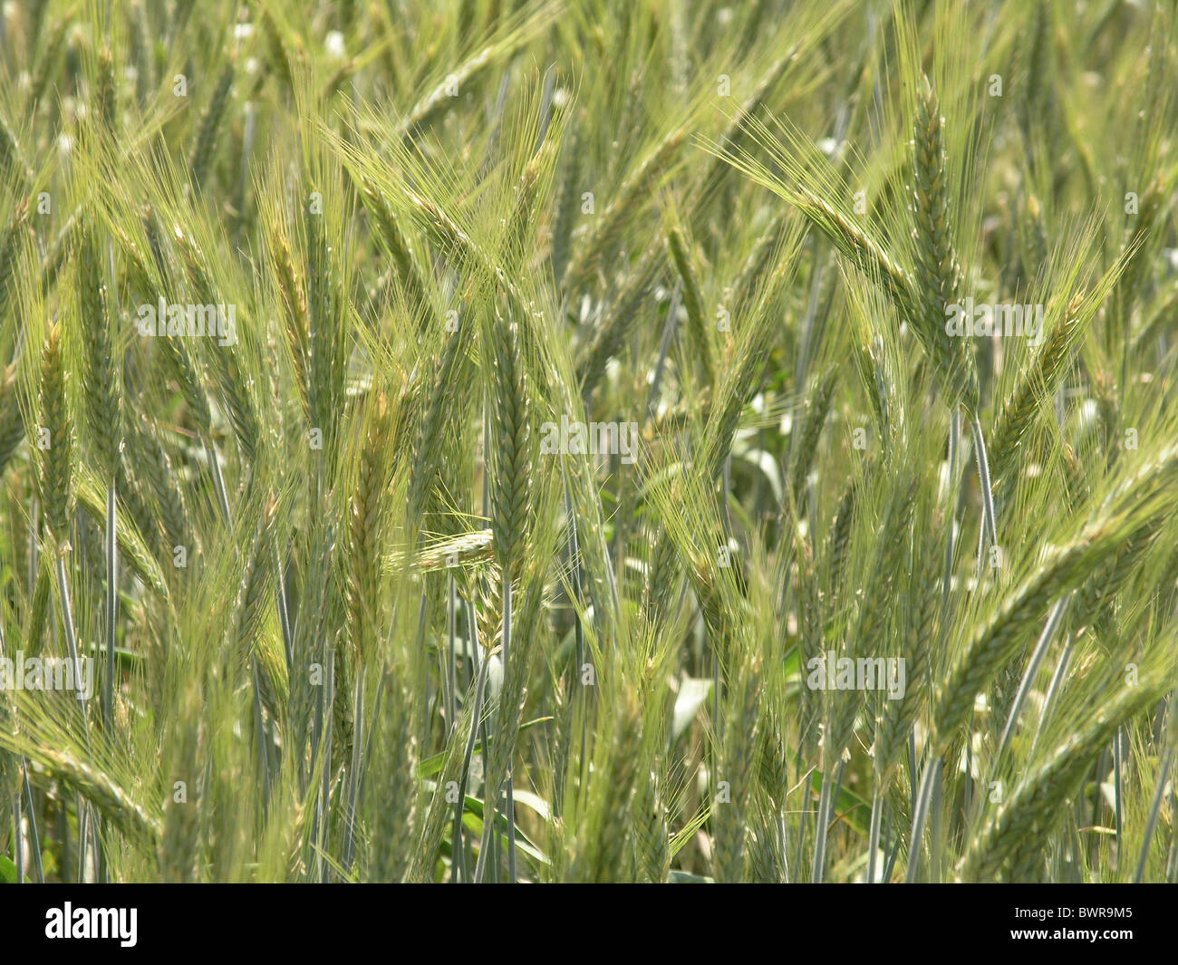 Rye crop grain field rye field agriculture Stock Photo - Alamy