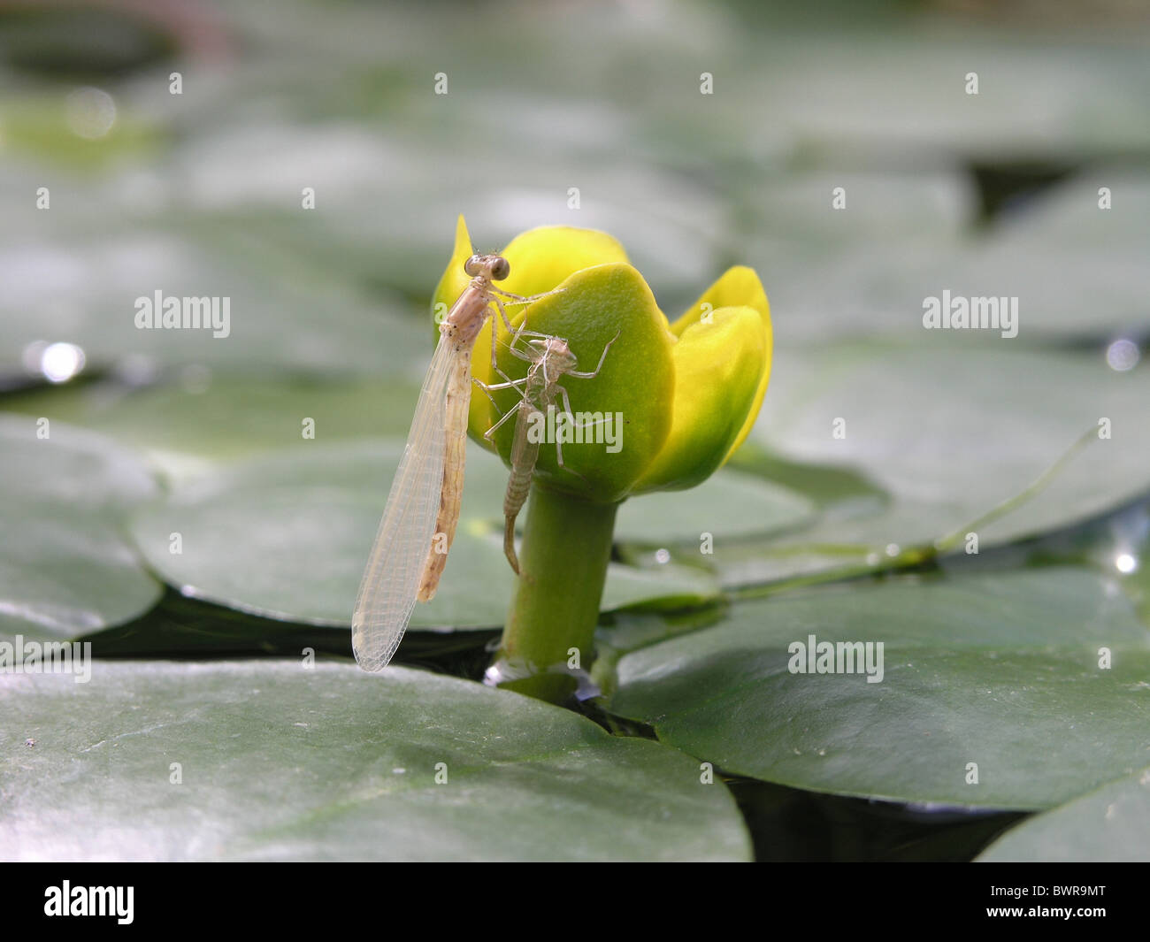 Dragonfly freshly slipped larva skin larva pond water insect leaves ...