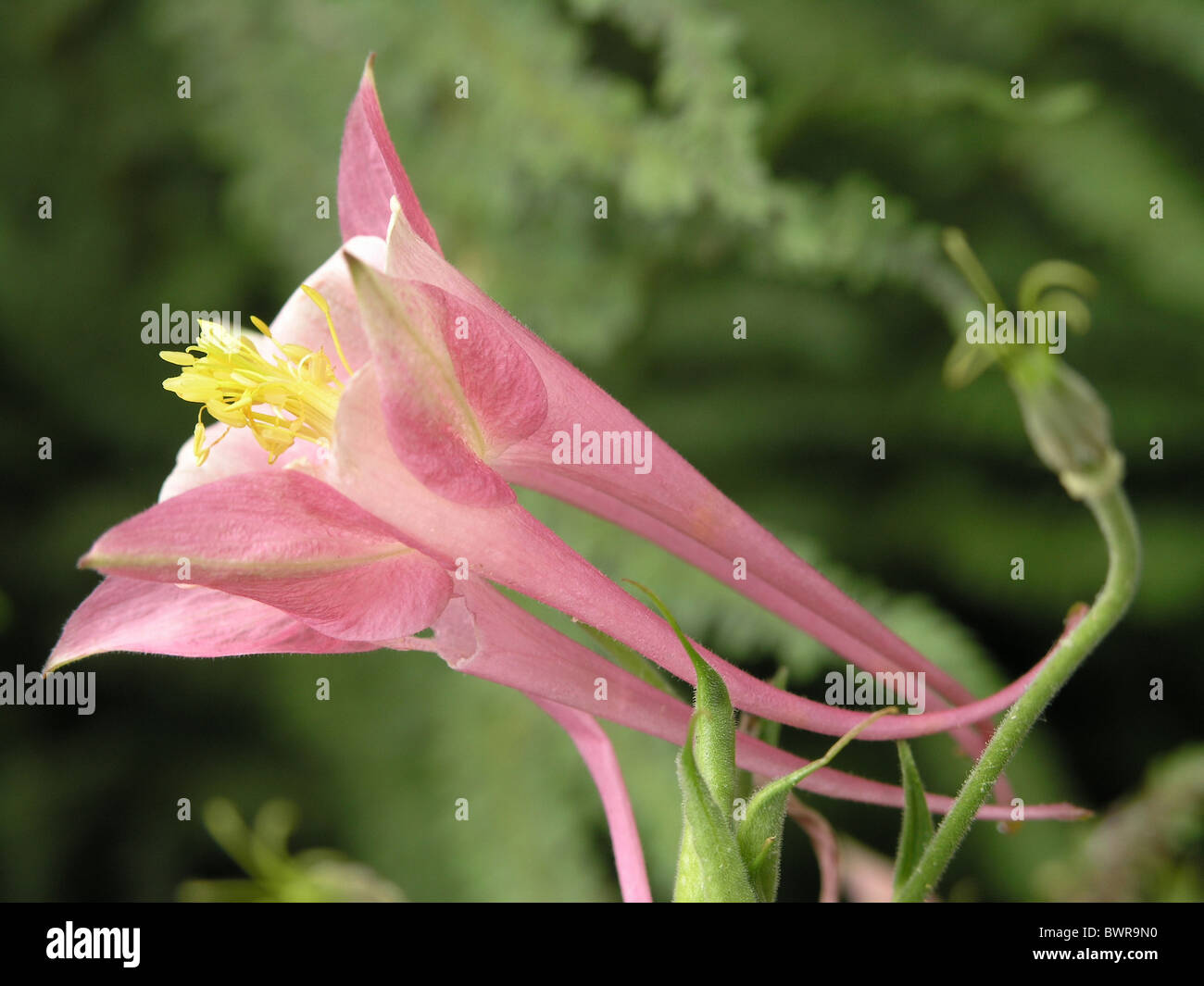 Aquilegia columbine bloom flower detail close-up nature Stock Photo - Alamy