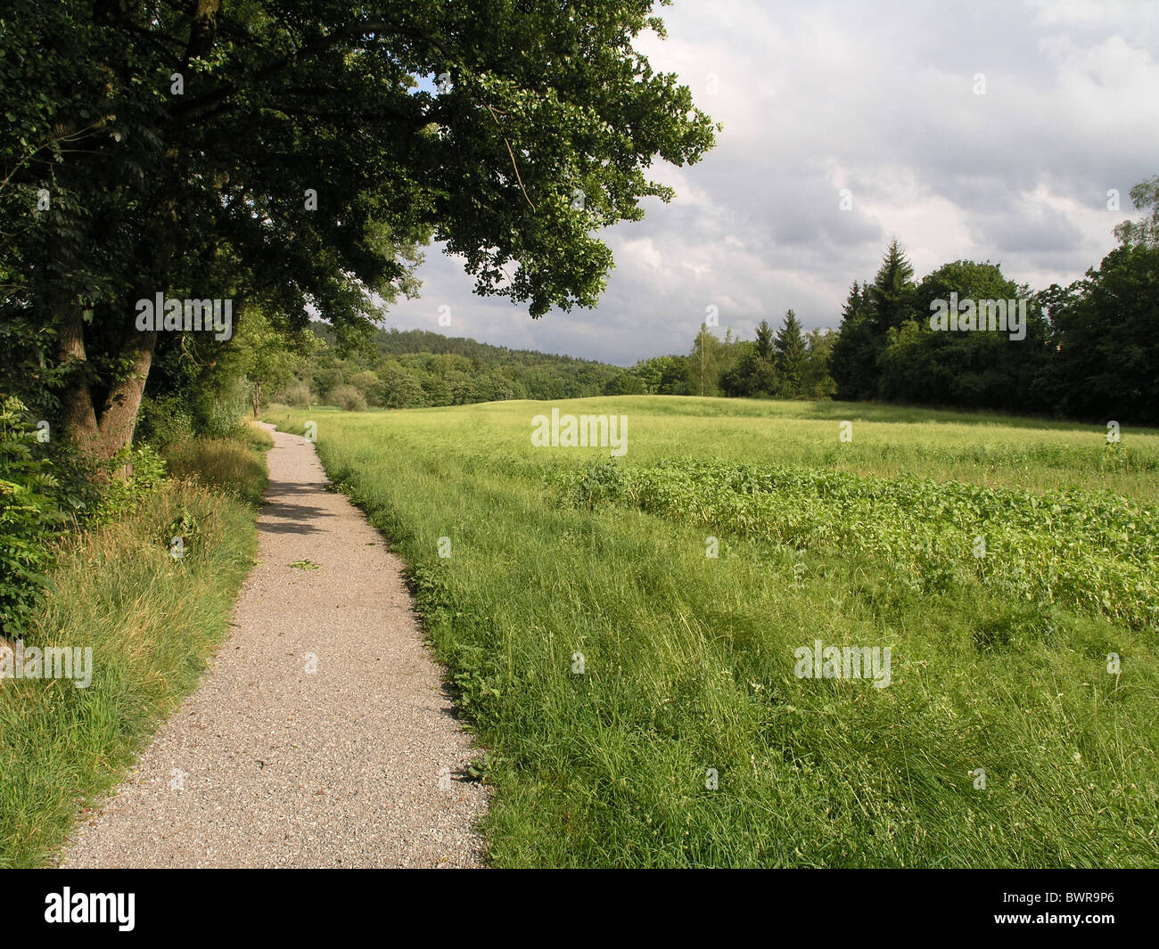 Landscape dirt road way footpath way edge of forest forest field nature ...