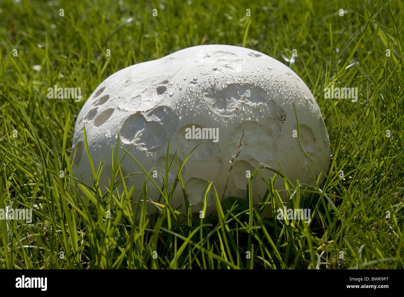 Giant puffball fungus hi-res stock photography and images - Alamy