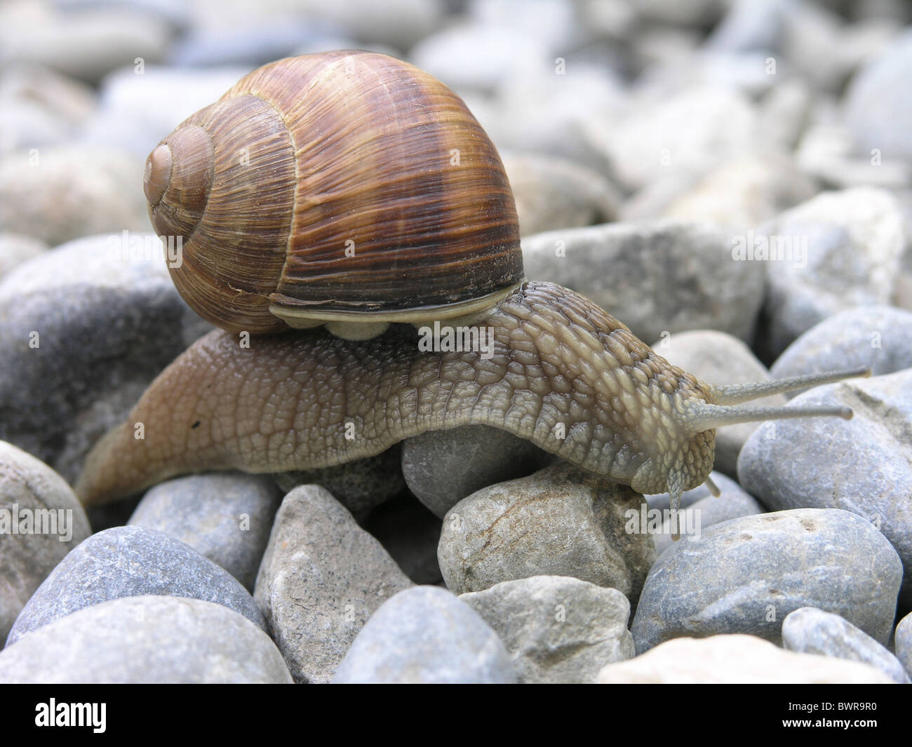 10834582 hi-res stock photography and images - Alamy