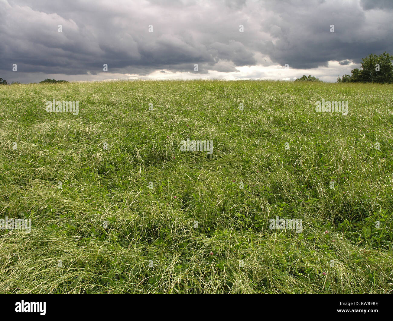 Meadow high grass green landscape cloud sky Stock Photo - Alamy