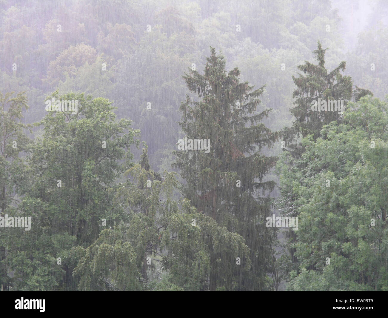 Rain rainfall forest trees nature rainy weather Stock Photo - Alamy