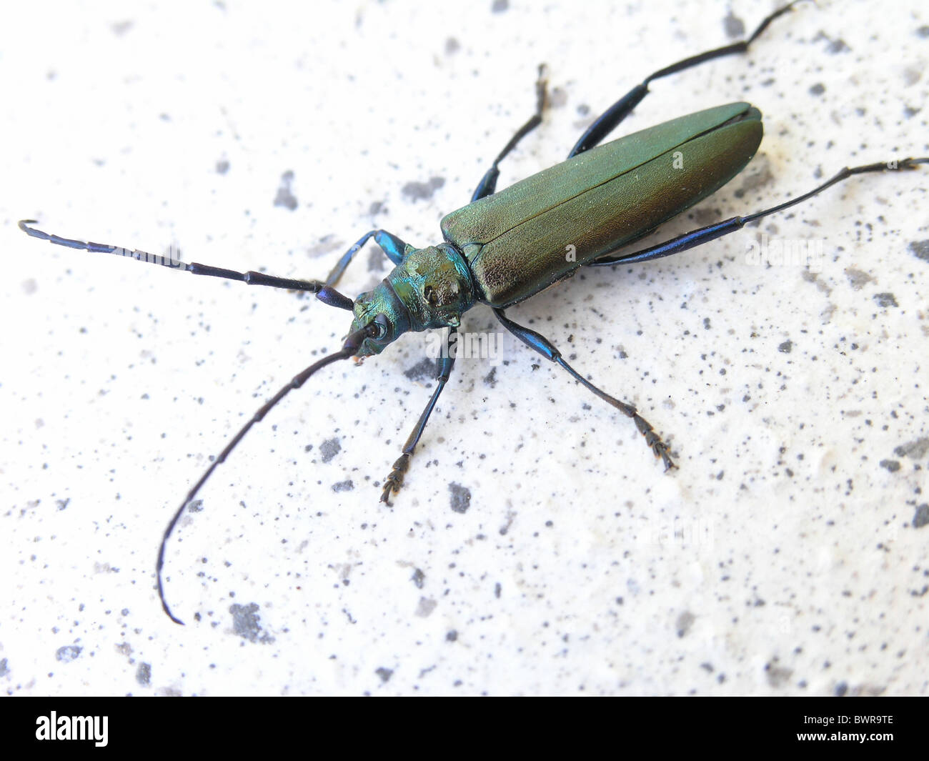 Musk beetle Aromia moschata longhorn beetle insect Stock Photo - Alamy