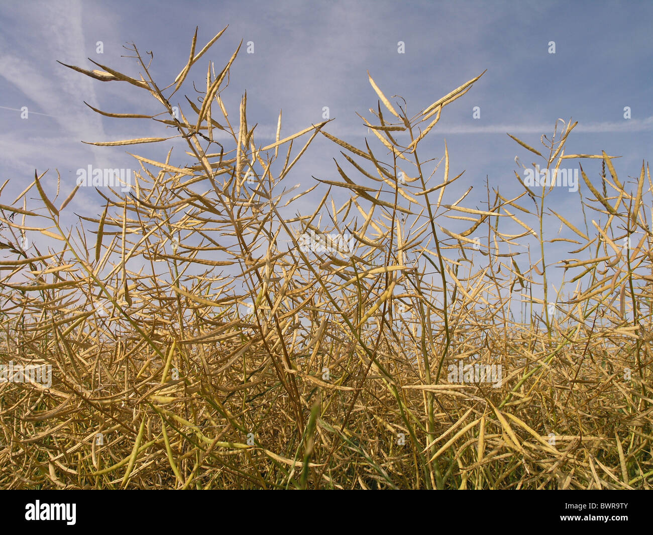 Rape field agriculture detail Stock Photo - Alamy