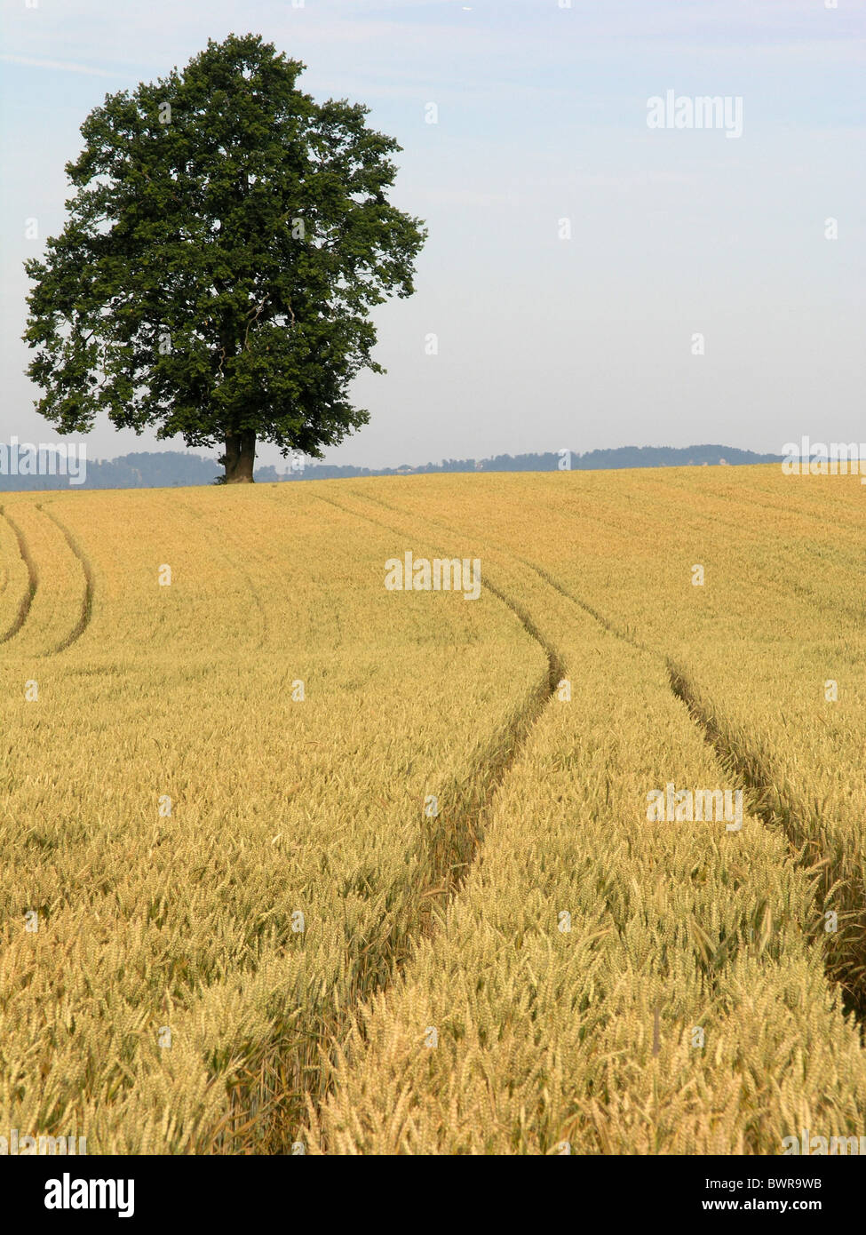 Switzerland Europe Forch Canton Zurich wheat fields winter wheat field ...