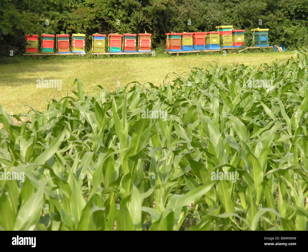 beehouse beekeeping beekeeper corn corn field Stock Photo - Alamy