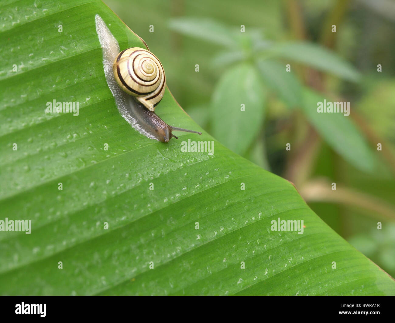Cepaea snail nature leaf Stock Photo - Alamy