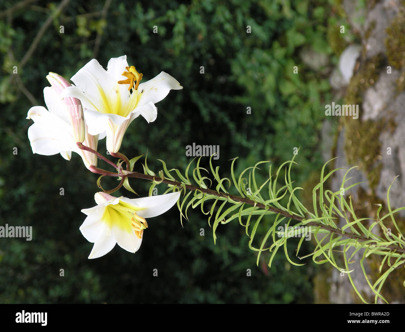 Trumpet flowered lily lilium flowers flower plant Stock Photo - Alamy
