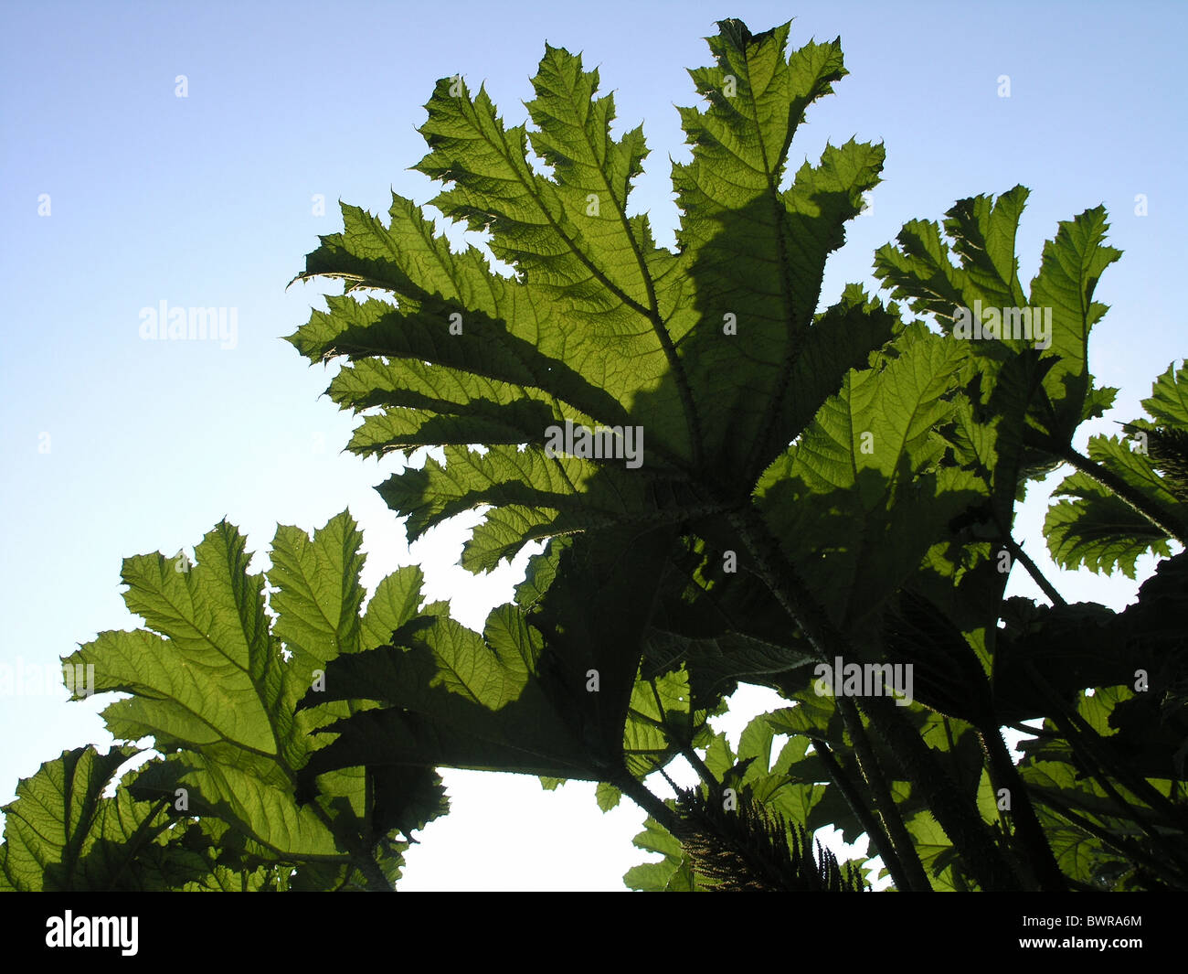Gunnera leaves enormous big large plant blue sky Stock Photo - Alamy