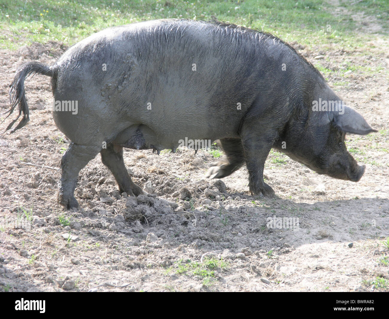 Domestic pig hog Nordens Ark zoo Sweden Stock Photo - Alamy