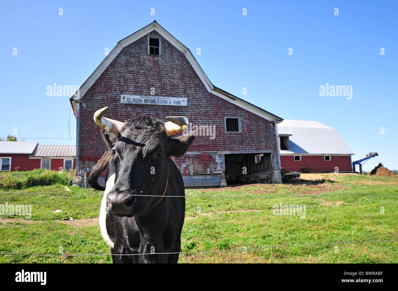 A cow pictured in front of a huge barn in New Brunswick Stock Photo - Alamy