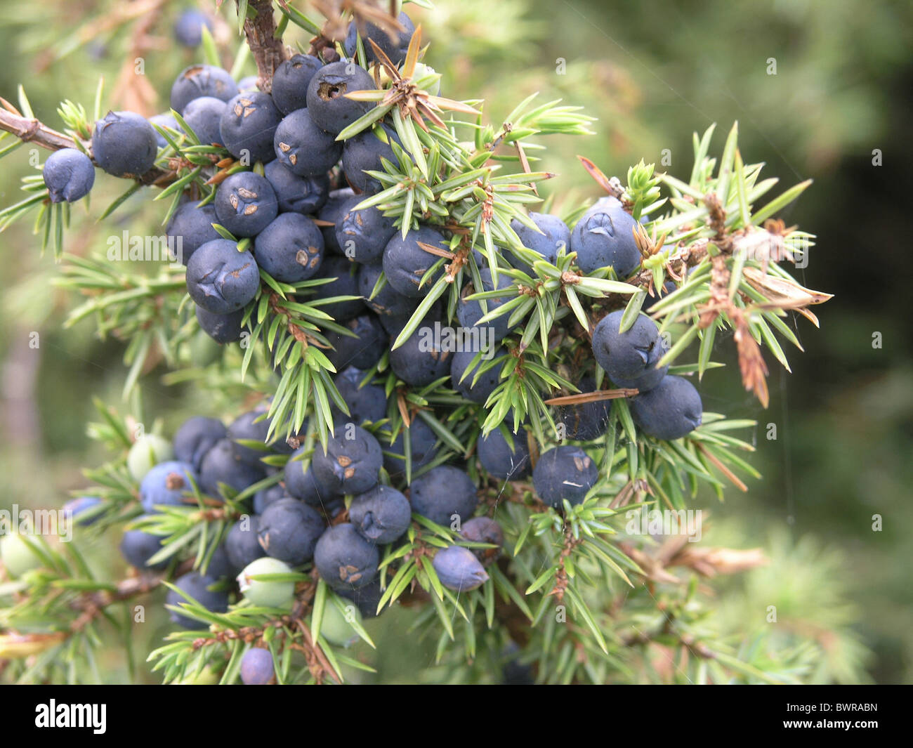 Juniper juniperus communis hi-res stock photography and images - Alamy
