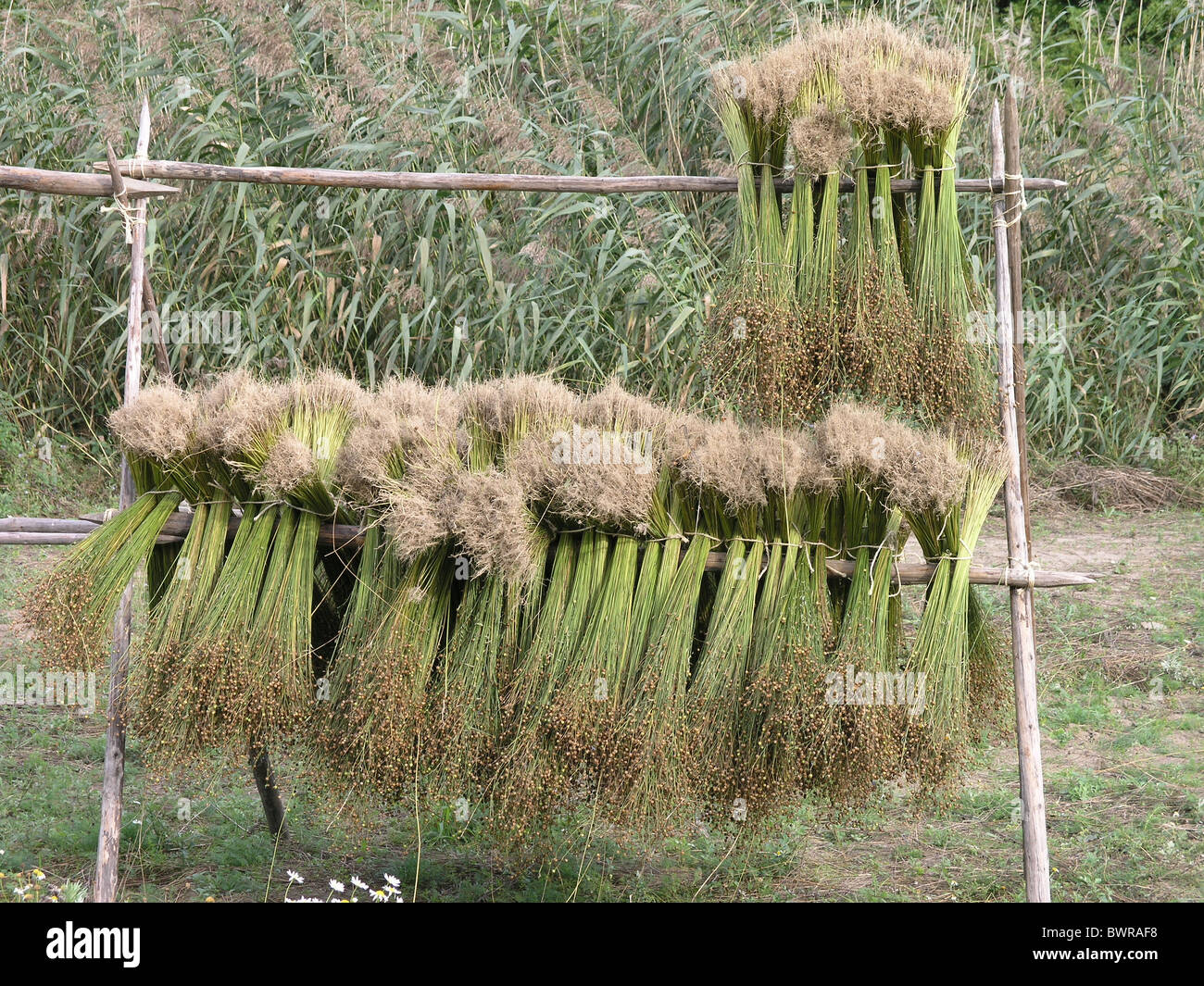 Flax drying bundle sales Sweden Europe agriculture Bohuslan Province ...