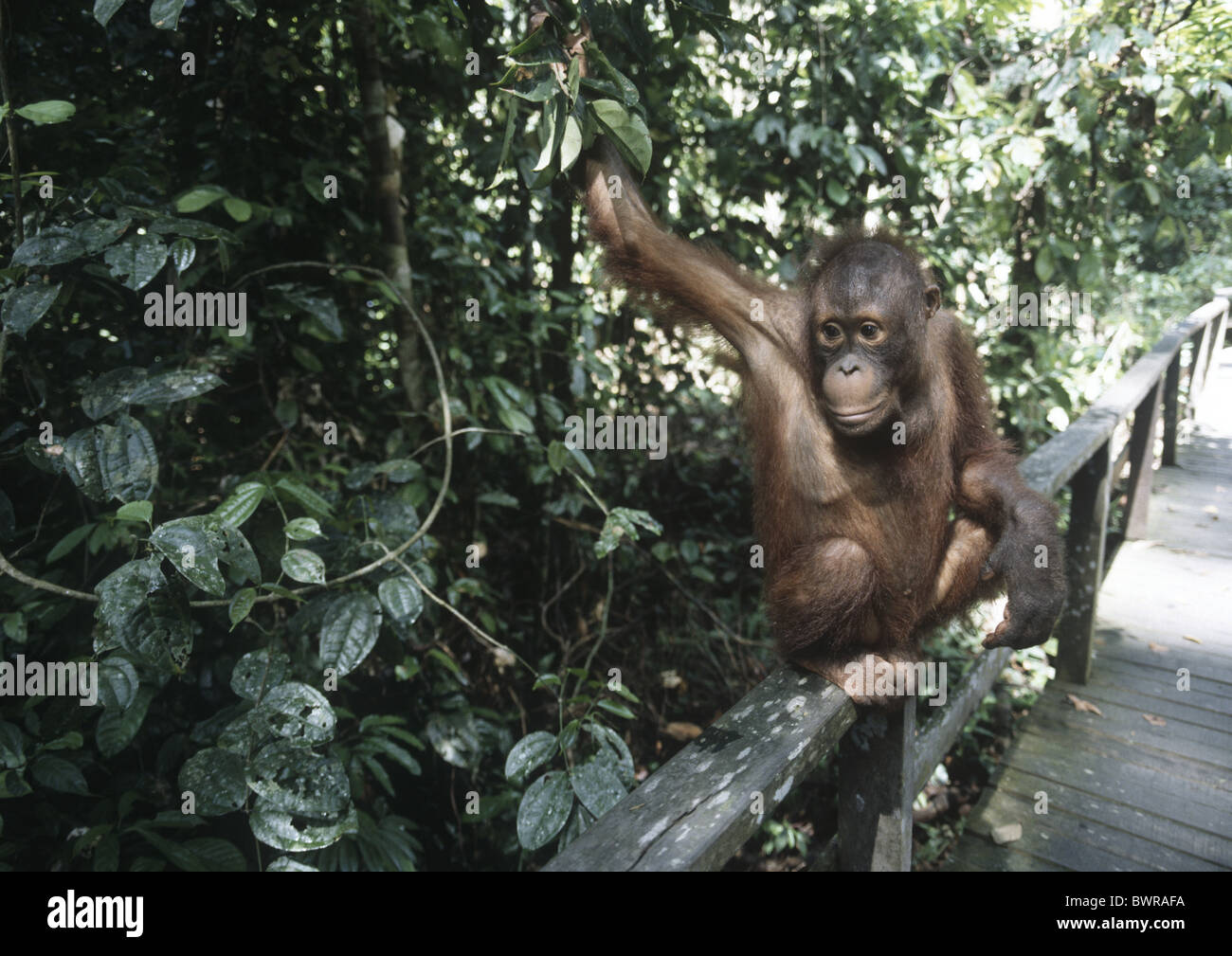 Malaysia Borneo island Southeast Asia State of Sabah Sepilok Orang-utan ...