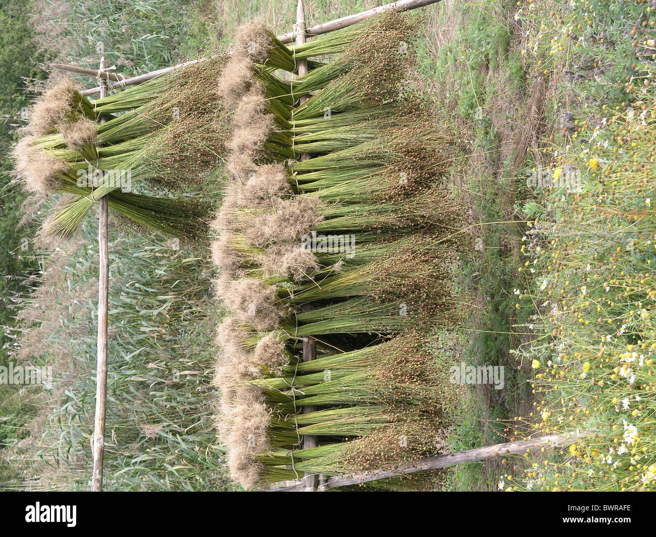 Flax drying bundle sales Sweden Europe agriculture Bohuslan Province ...
